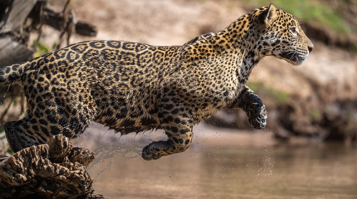 Jumping Jaguars! – Melissa Stanton Photography Blog